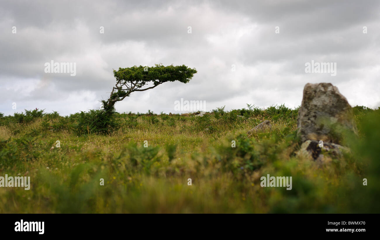 Ancient hawthorn tree showing the effects of the strong prevailing ...