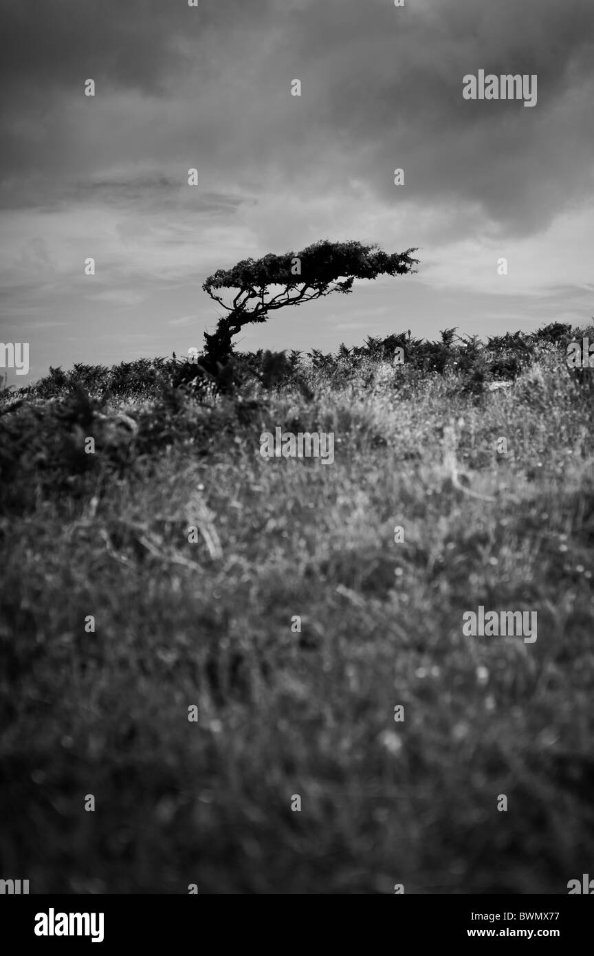 Ancient hawthorn tree showing the effects of the strong prevailing ...