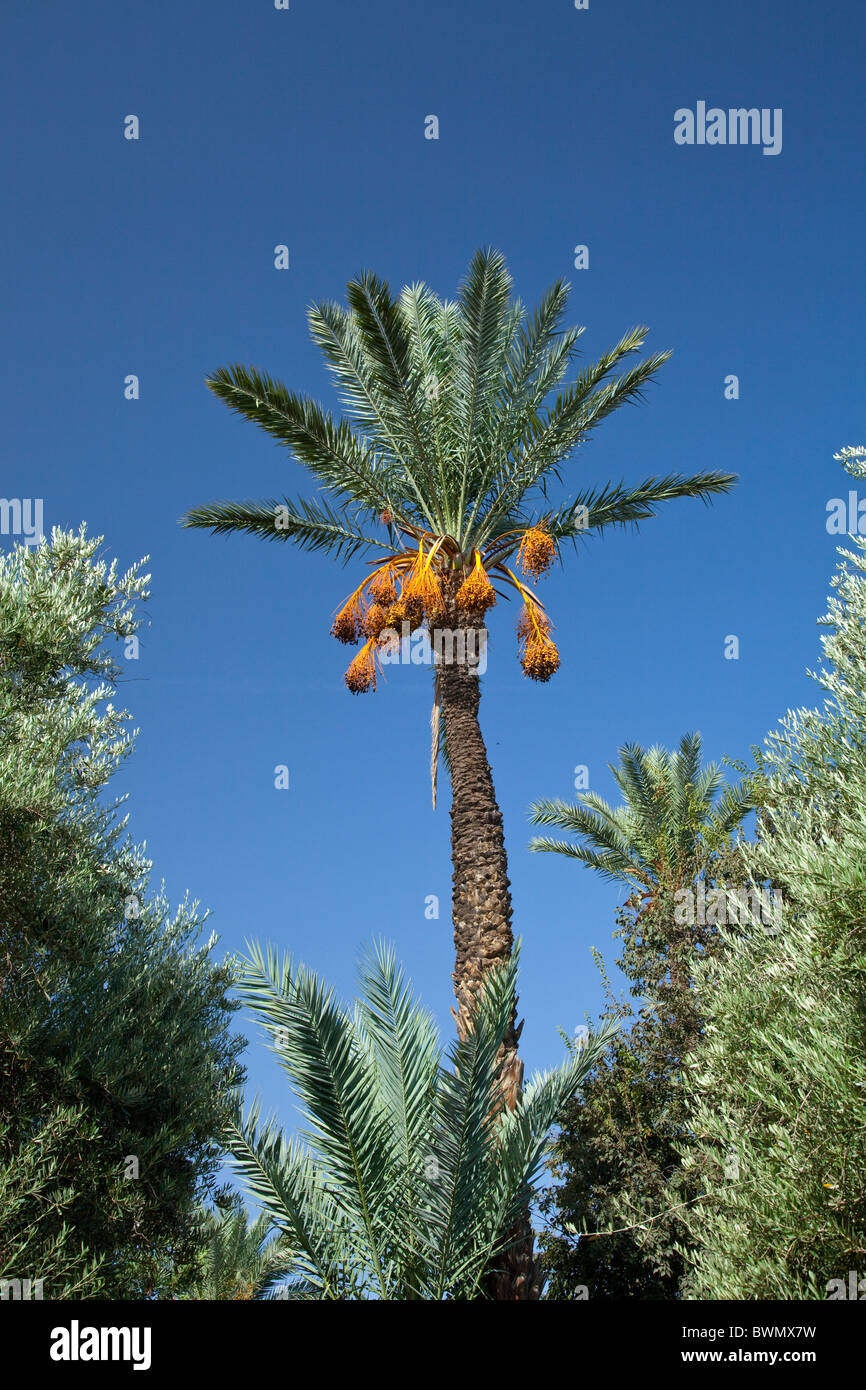 Olive trees palm trees hi-res stock photography and images - Alamy