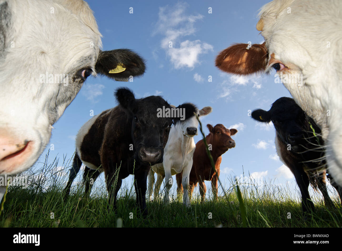 A group of cows surround the camera in a field in Lelant, Cornwall ...