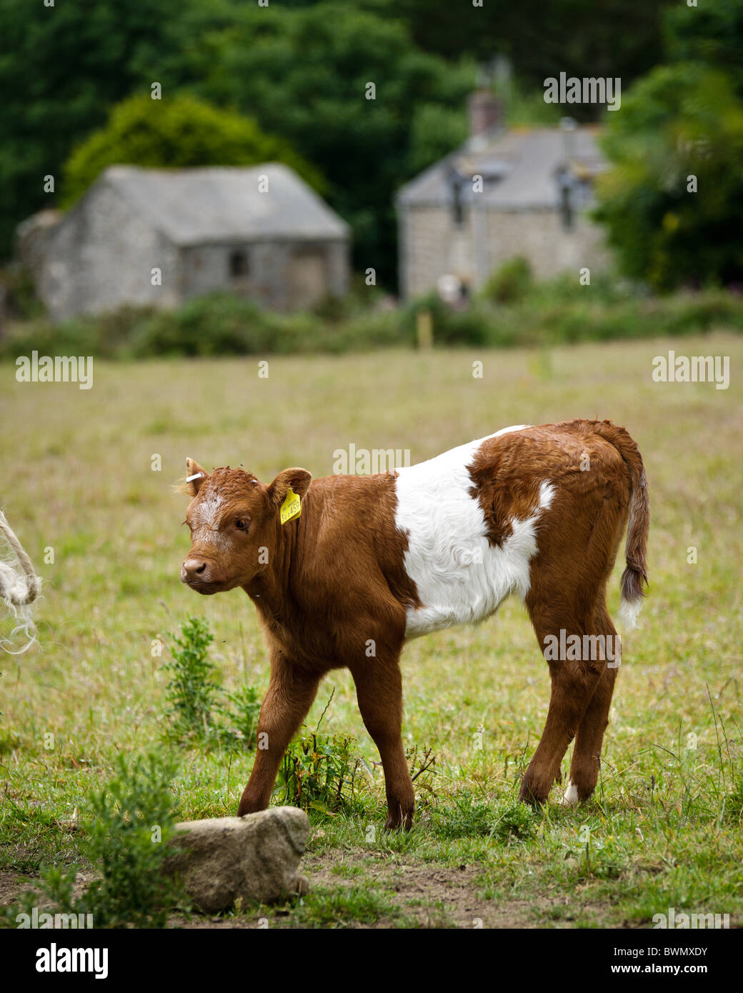 Calf in a field hi-res stock photography and images - Alamy