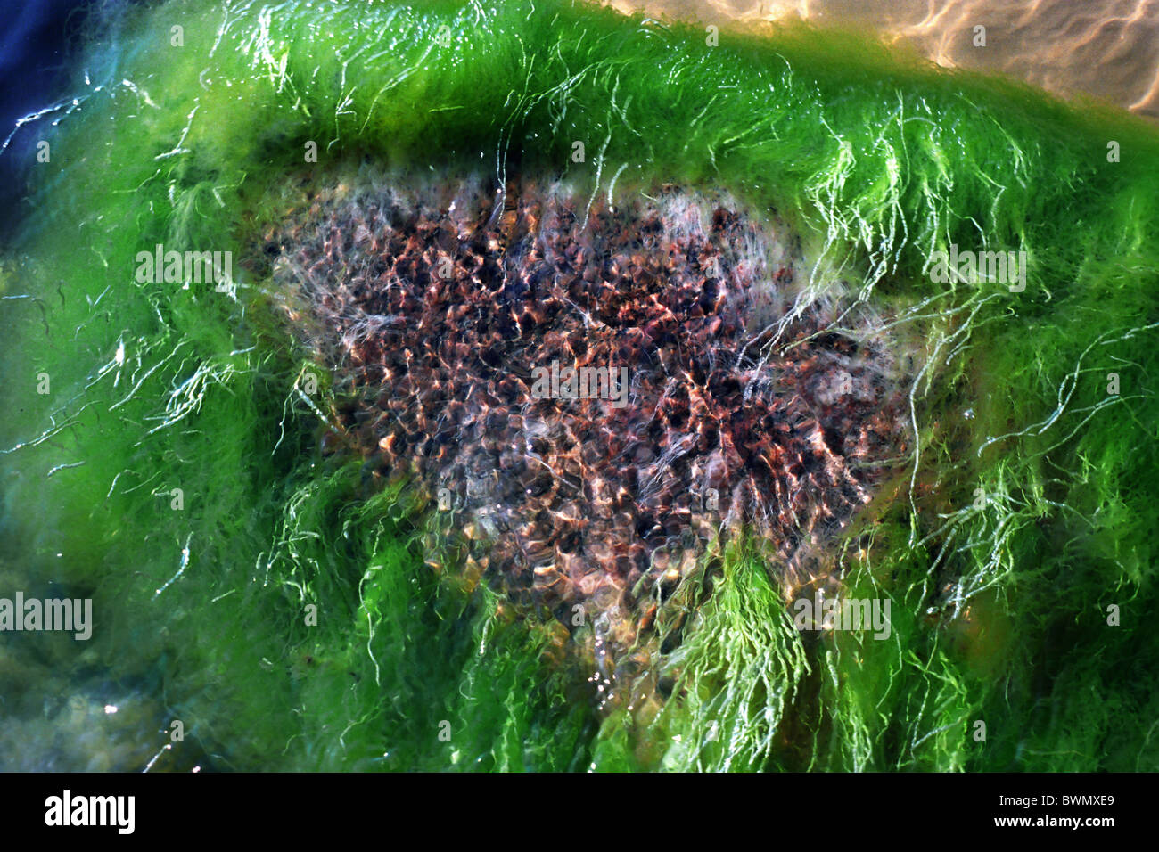 Closeup shot of flowing water around rocks Stock Photo - Alamy
