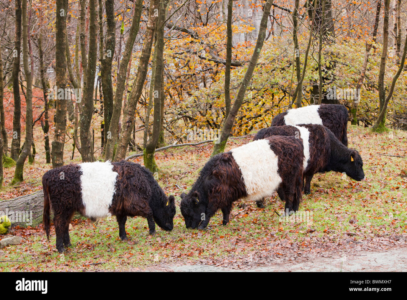 Belted Galloway cows being used for conservation grazing at Tarn Hows ...