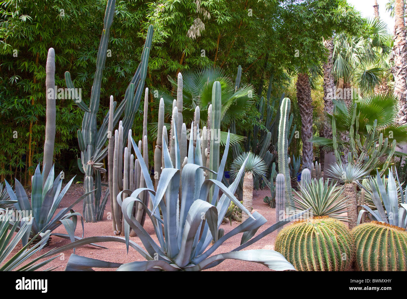 Cactus and succulent plants in the Majorelle Gardens in Marrakesh ...