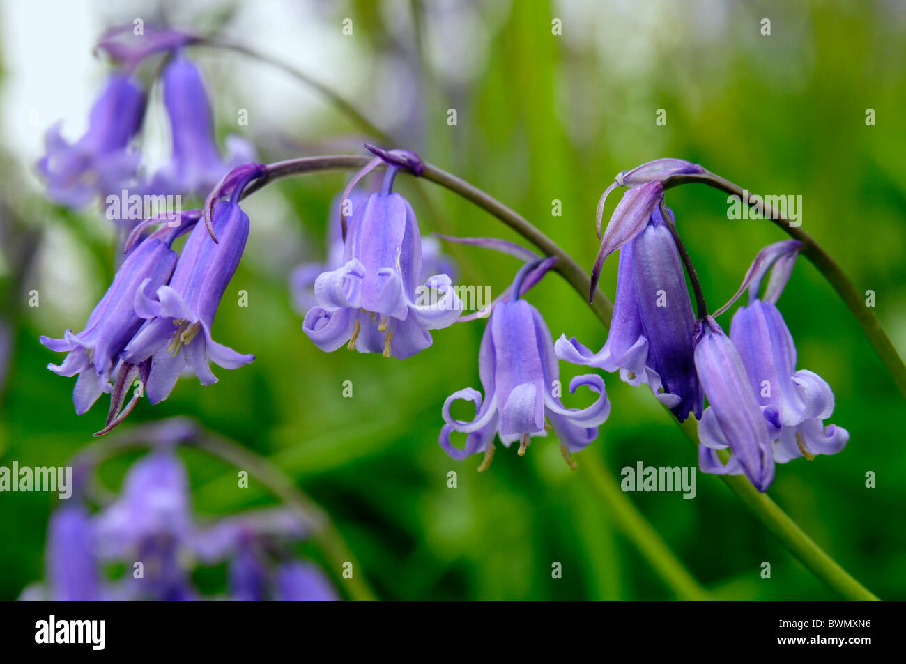 Bluebells close up hi-res stock photography and images - Alamy