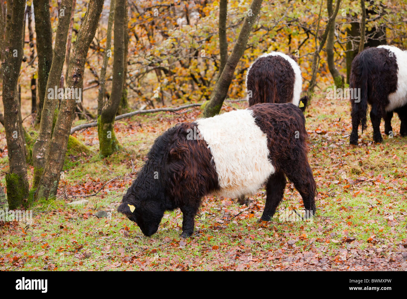 Belted Galloway cows being used for conservation grazing at Tarn Hows ...