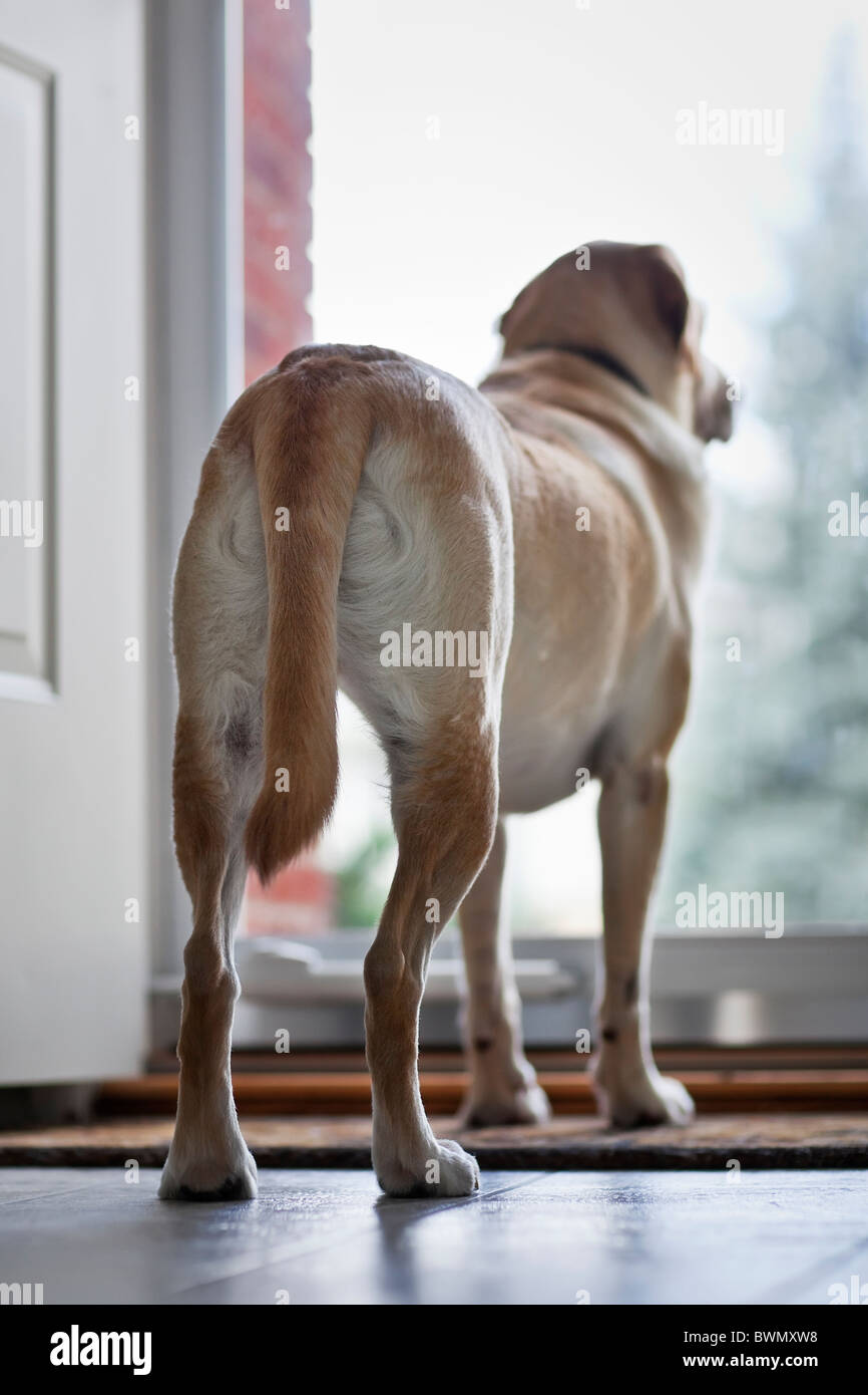 Dog Waiting By Door Stock Photos & Dog Waiting By Door Stock Images - Alamy