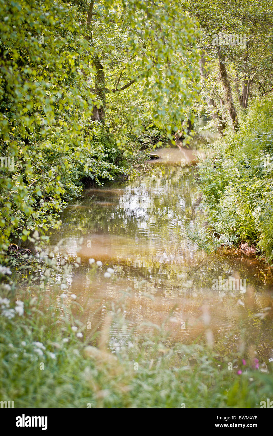 A lush stream with overhanging trees Stock Photo - Alamy