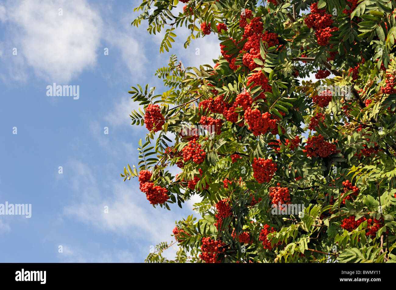 Red rowan tree leaves hi-res stock photography and images - Alamy