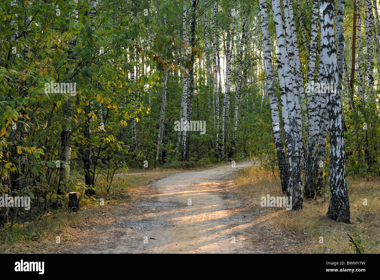 Rural road through the forest Stock Photo - Alamy