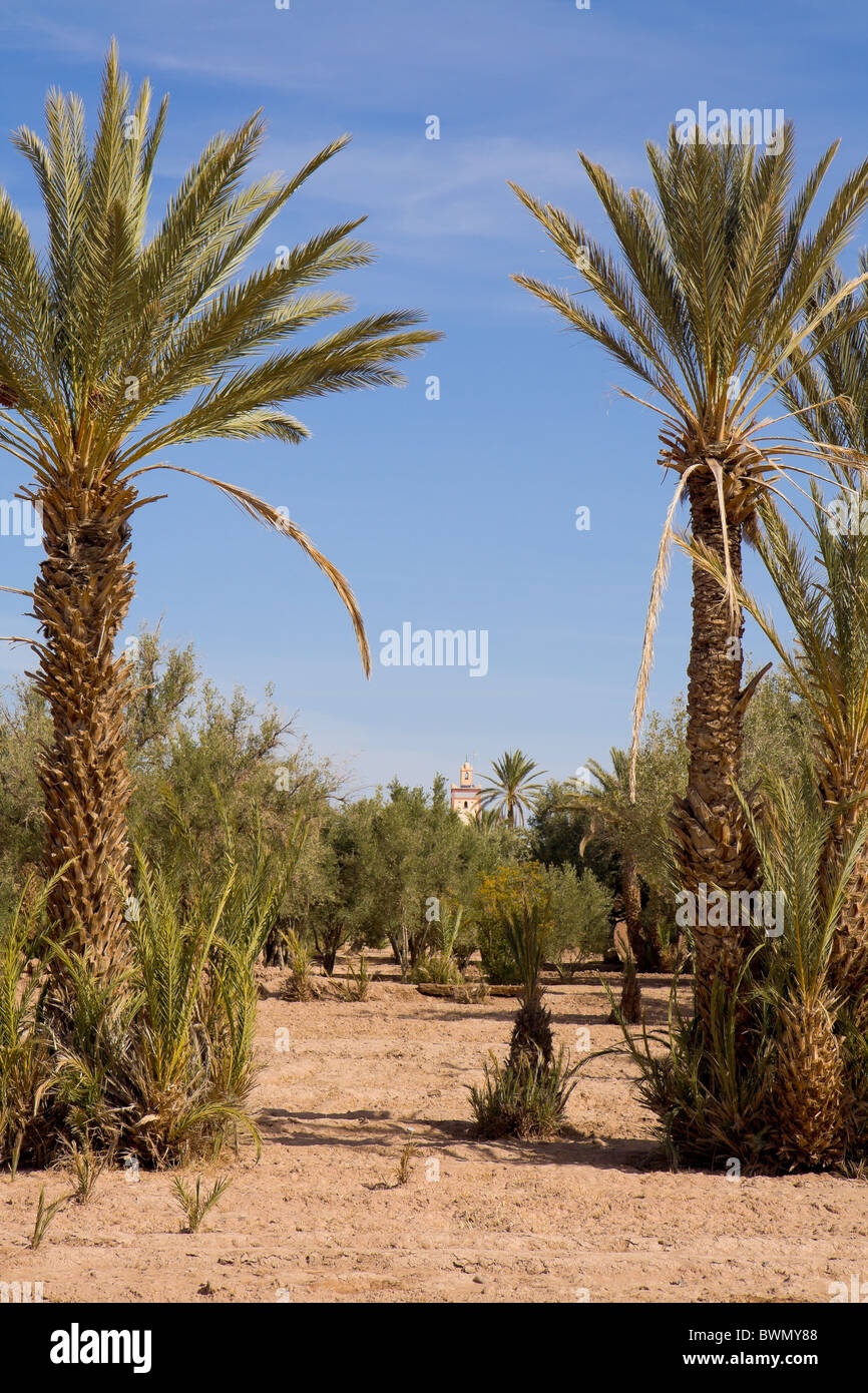Sky Farm Morocco Palm Tree Palmery Skoura Palmery Stock Photo - Alamy
