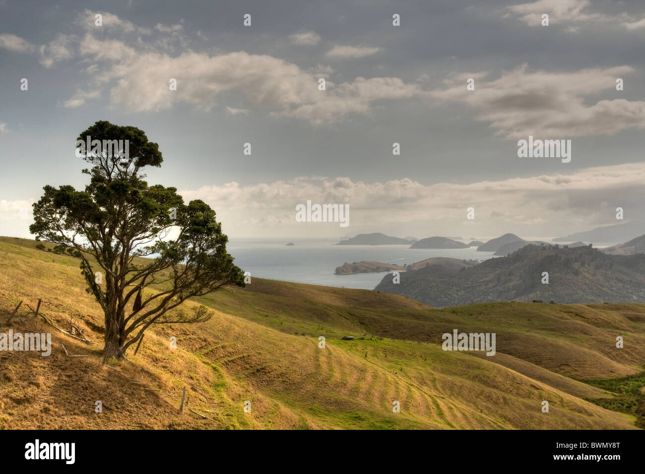 Rolling hills and tree with background islands, New Zealand Coromandel ...