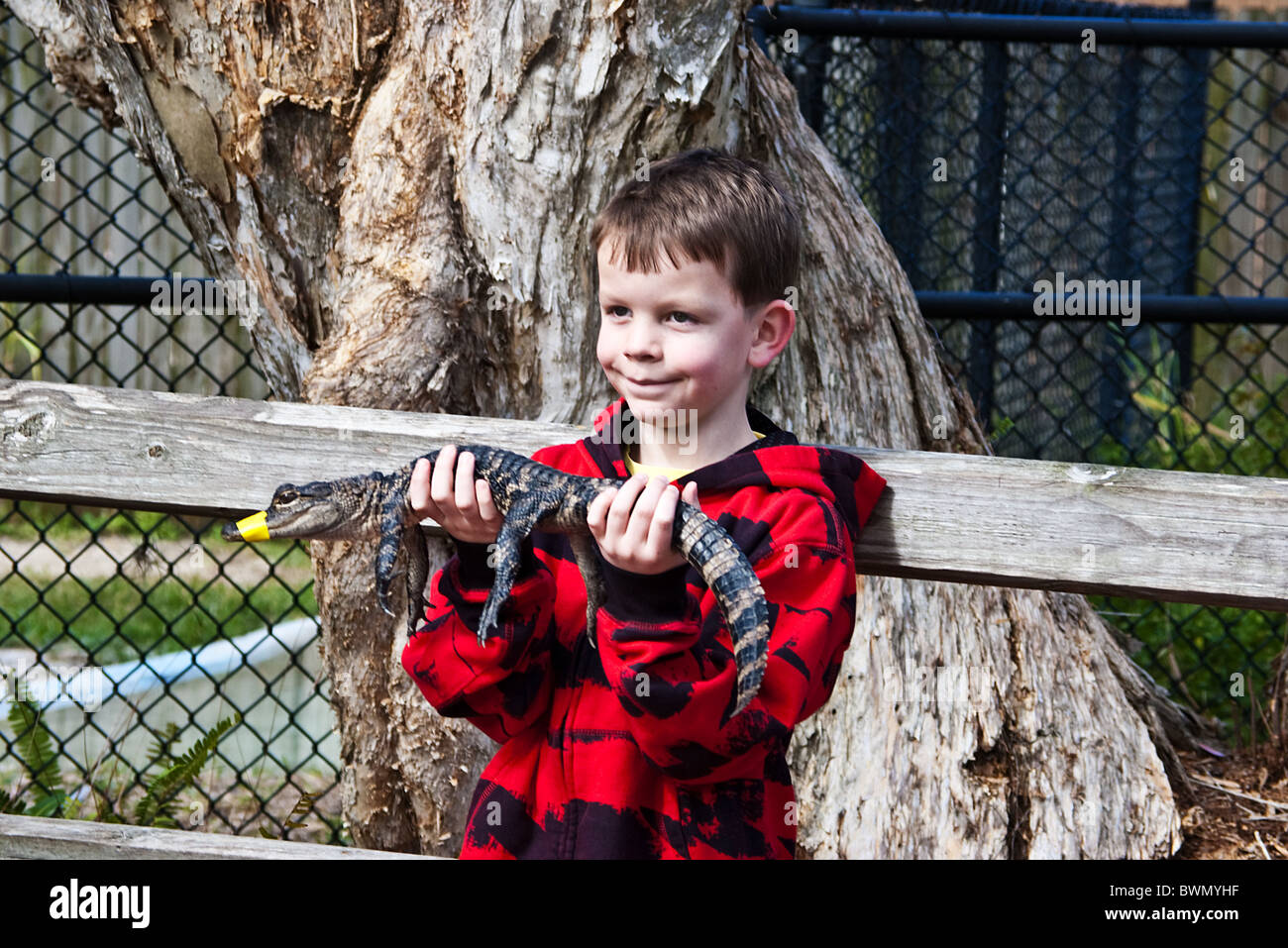 Child holding a baby alligator at a wildlife park Stock Photo - Alamy