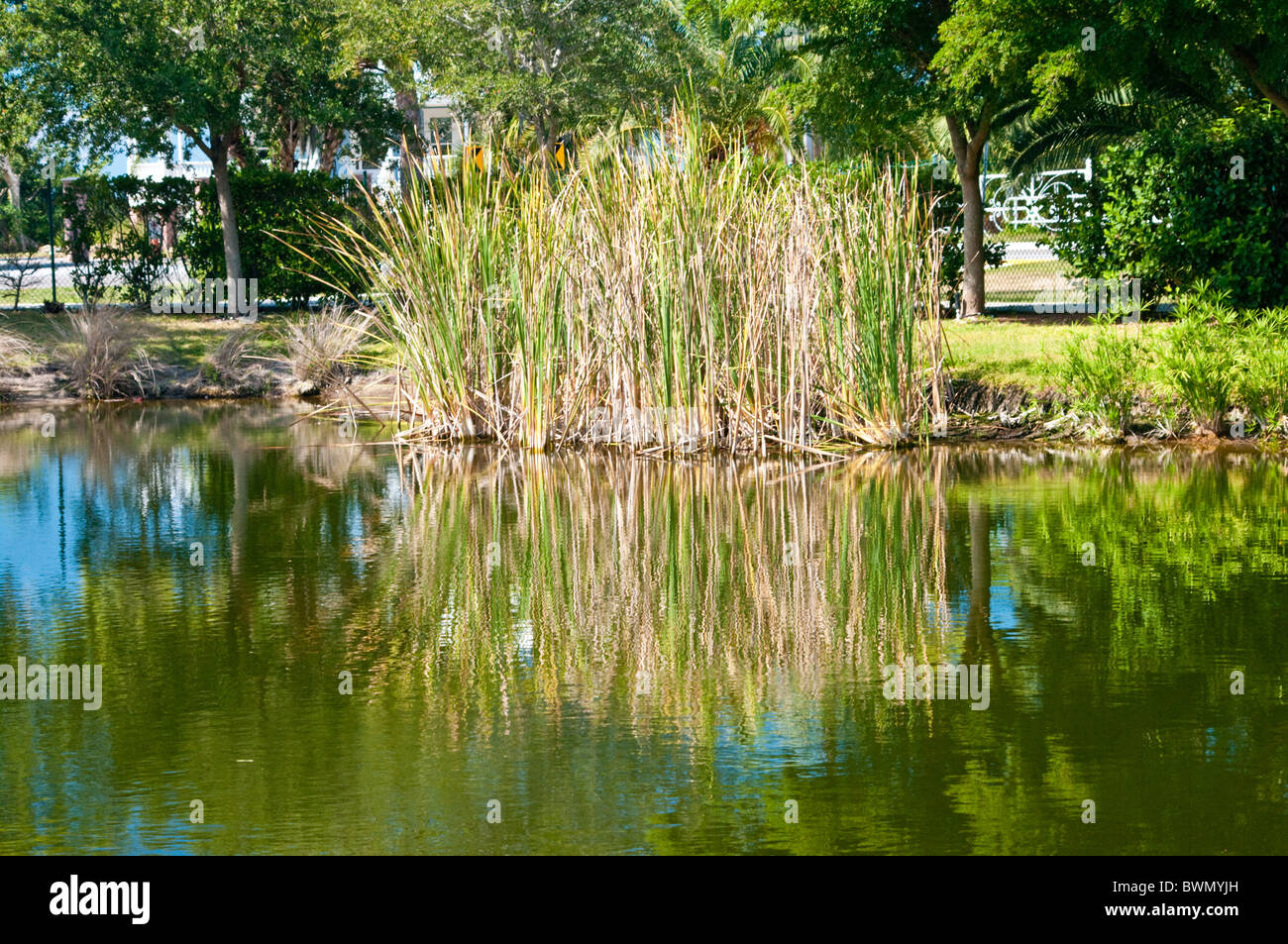 Reflection on a pond Stock Photo - Alamy