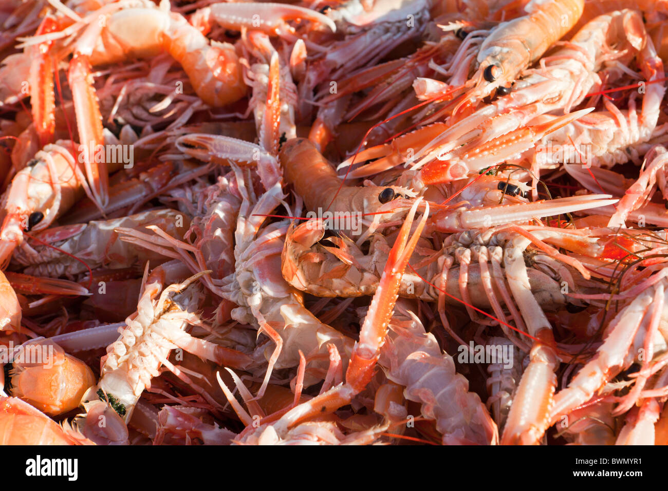 Scottish prawns hi-res stock photography and images - Alamy