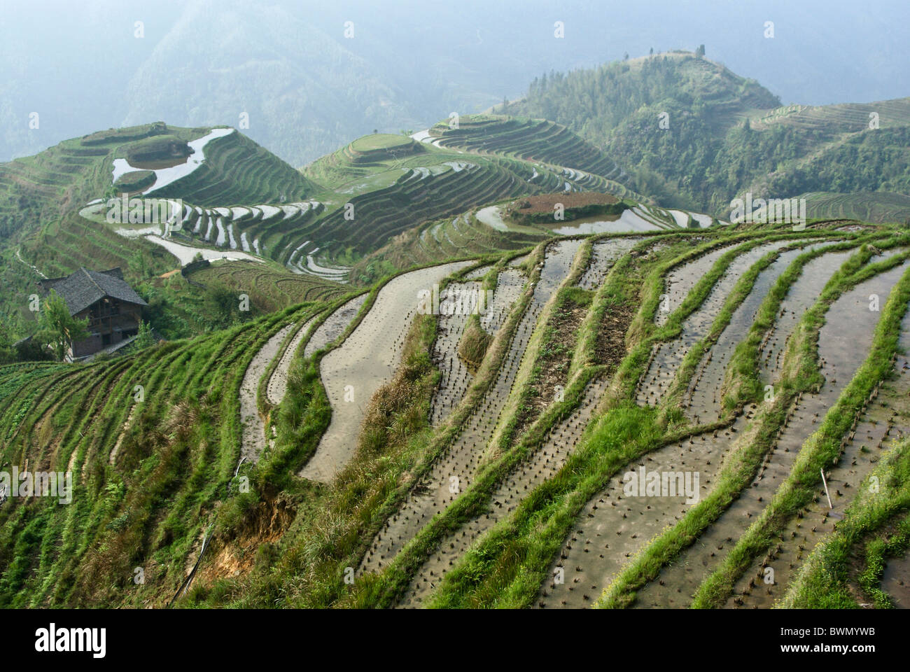 Rice terraces of Longsheng, Guangxi, China Stock Photo - Alamy