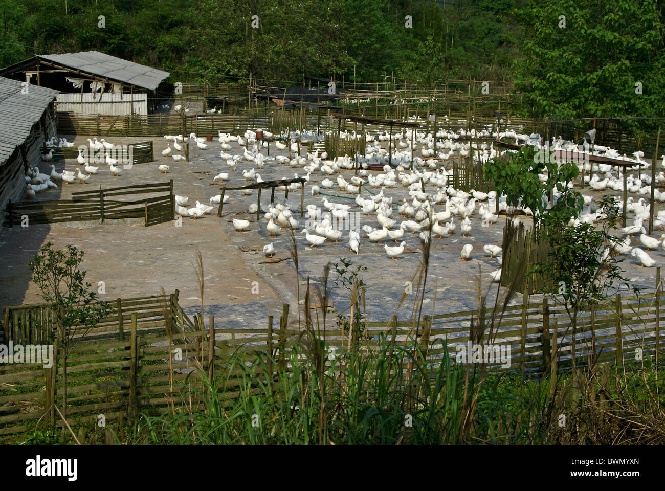 Duck farm, Guangxi, China Stock Photo - Alamy
