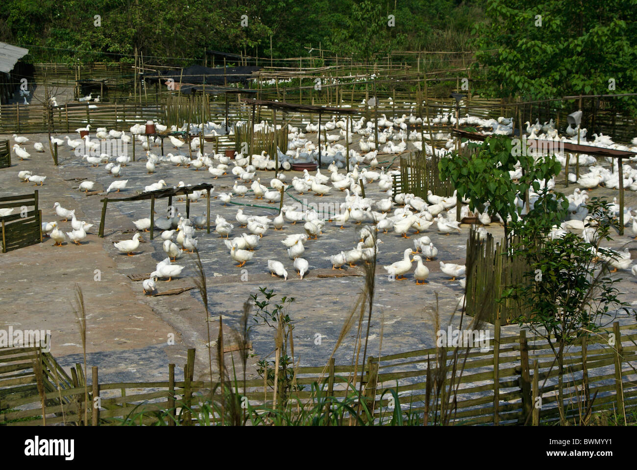Duck farm, Guangxi, China Stock Photo - Alamy