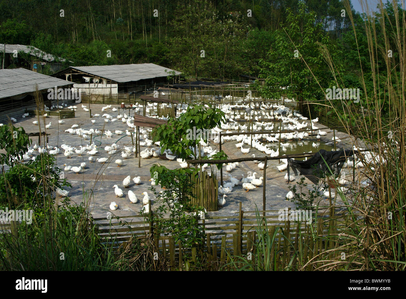 Duck farm, Guangxi, China Stock Photo - Alamy