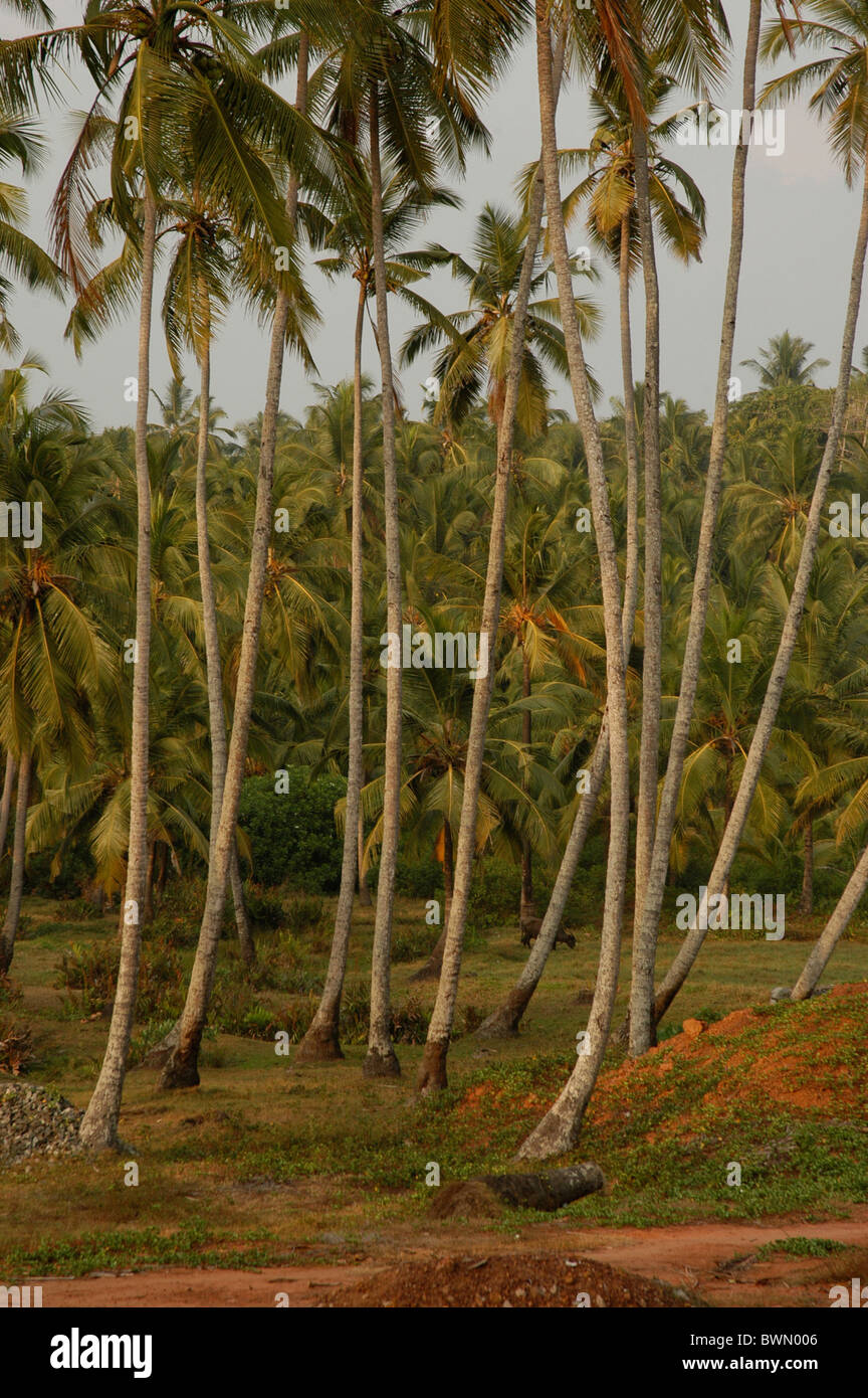 palm trees india Stock Photo - Alamy