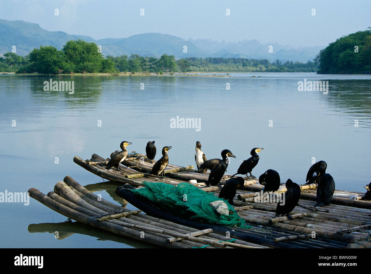 Raft of birds hi-res stock photography and images - Alamy