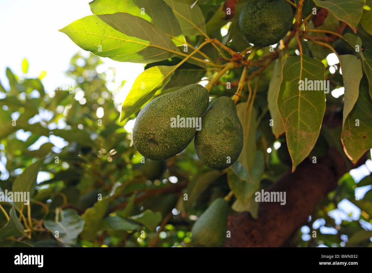 Marrakesh Morocco - Avocado fruit growing on trees in The Ourika Valley ...