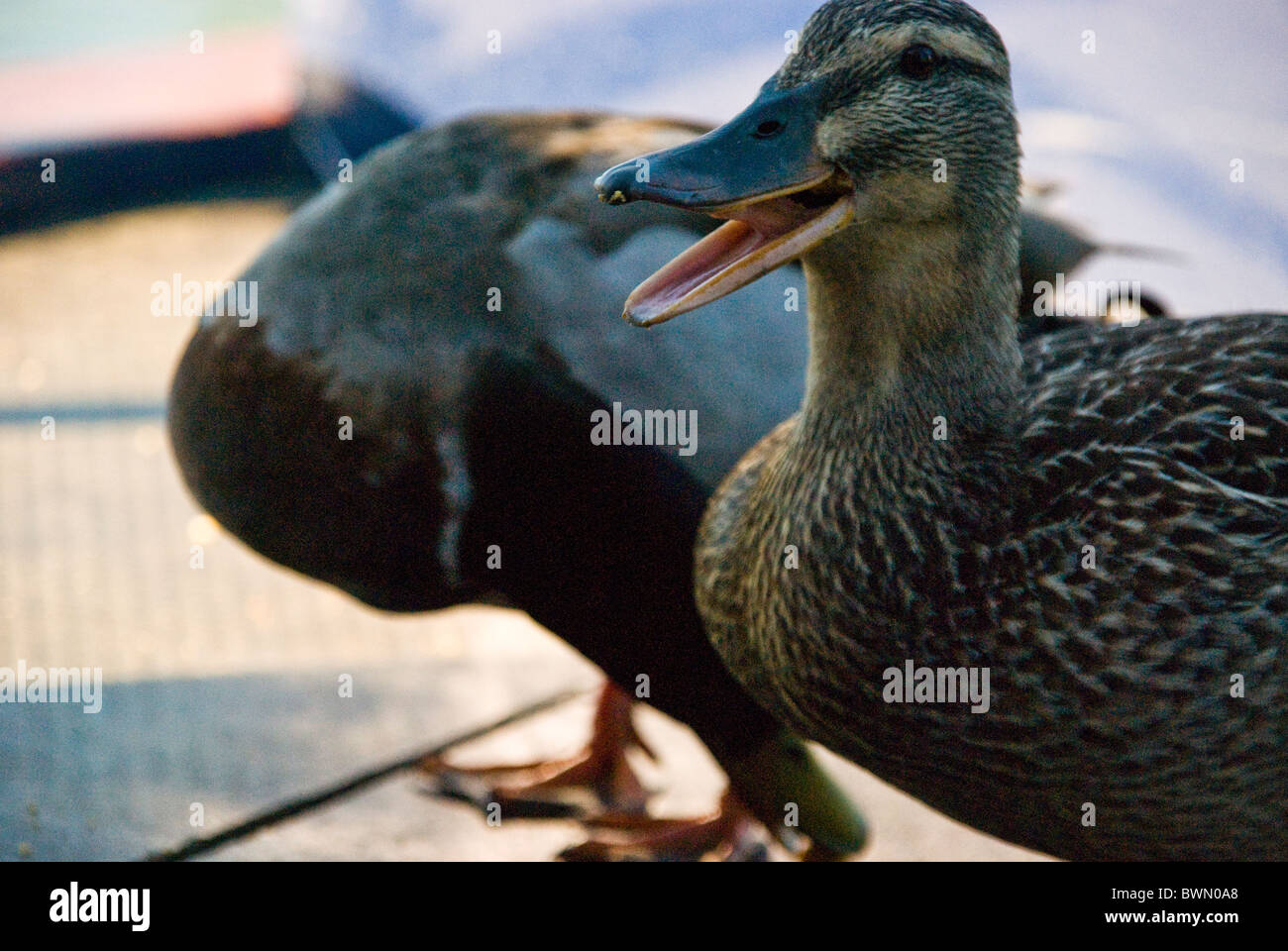 Quack bird hi-res stock photography and images - Alamy