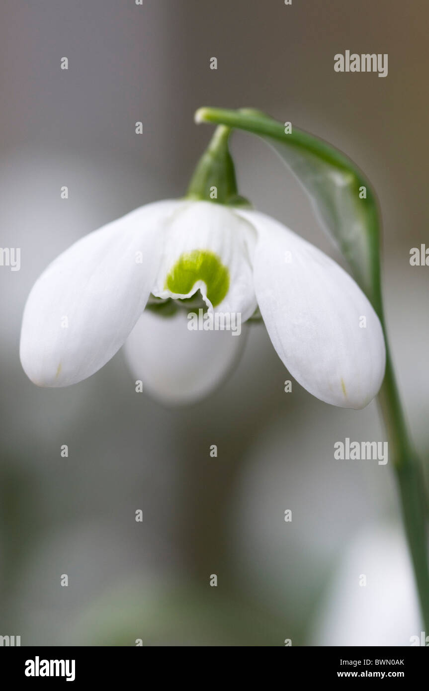 GALANTHUS HIPPOLYTA SNOWDROP Stock Photo - Alamy