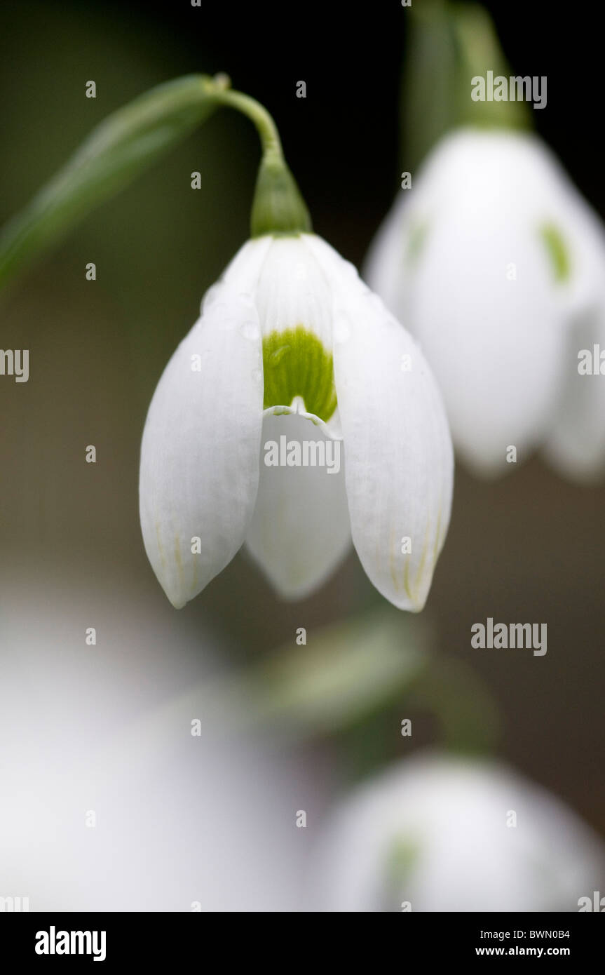 GALANTHUS OPHELIA SNOWDROP Stock Photo - Alamy