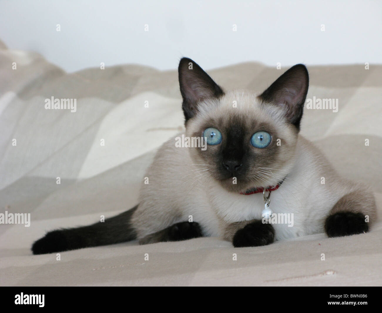 Attentive cat hi-res stock photography and images - Alamy