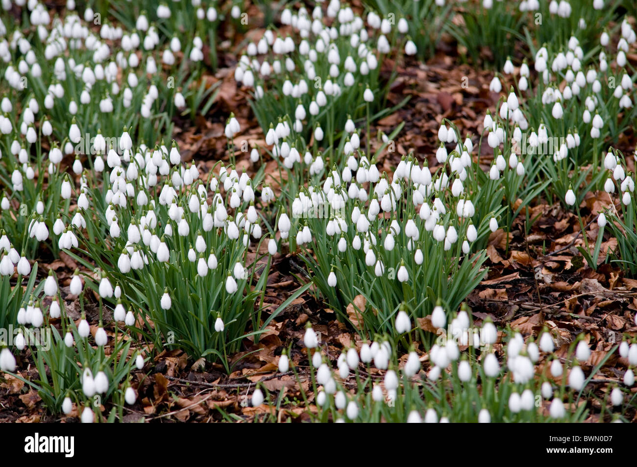 Planting galanthus hi-res stock photography and images - Alamy