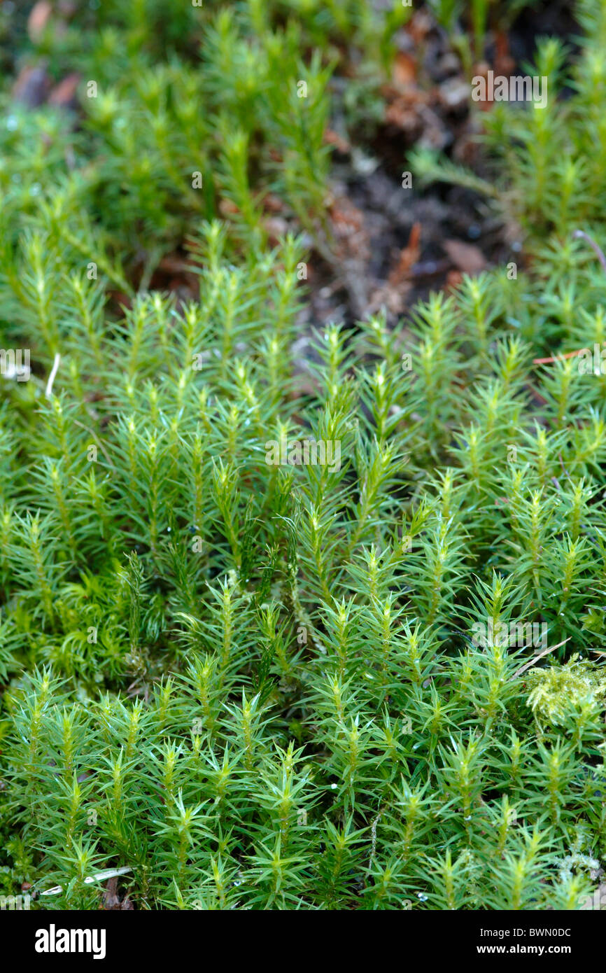 Common Haircap Moss (Polytrichum commune), England, UK Stock Photo - Alamy