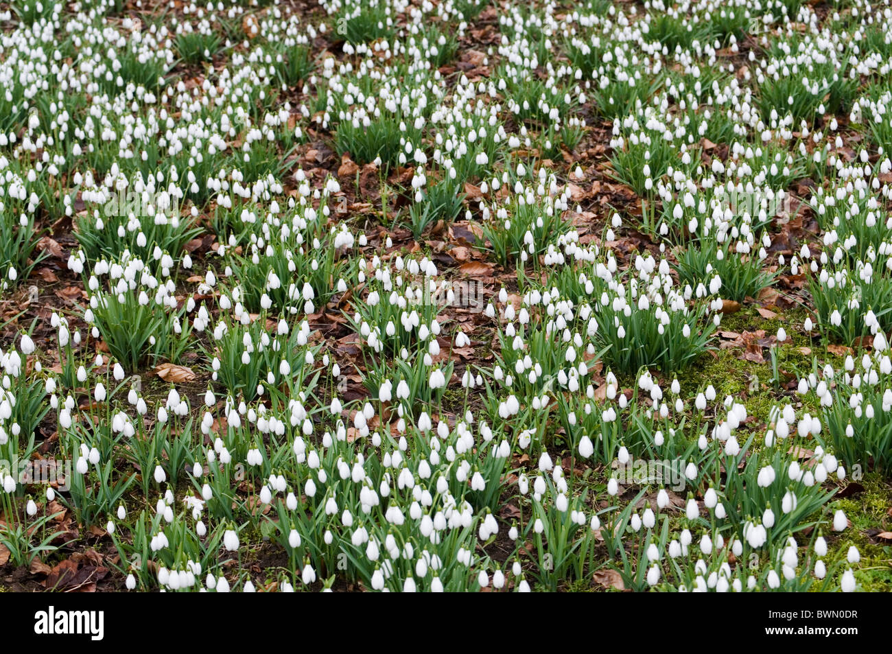 GALANTHUS S ARNOTT SNOWDROP Stock Photo - Alamy