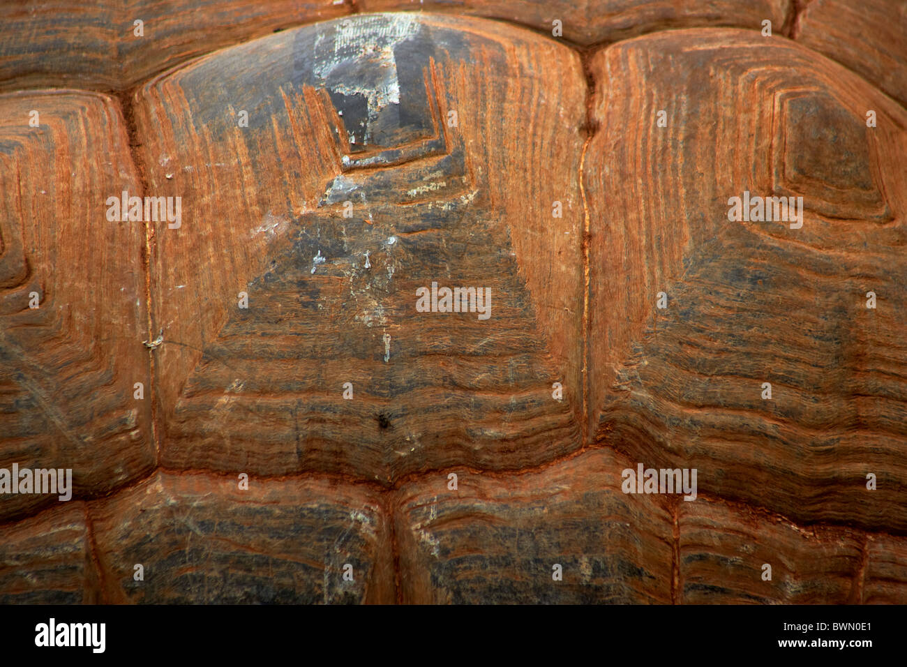 Tortoise shell pattern hi-res stock photography and images - Alamy