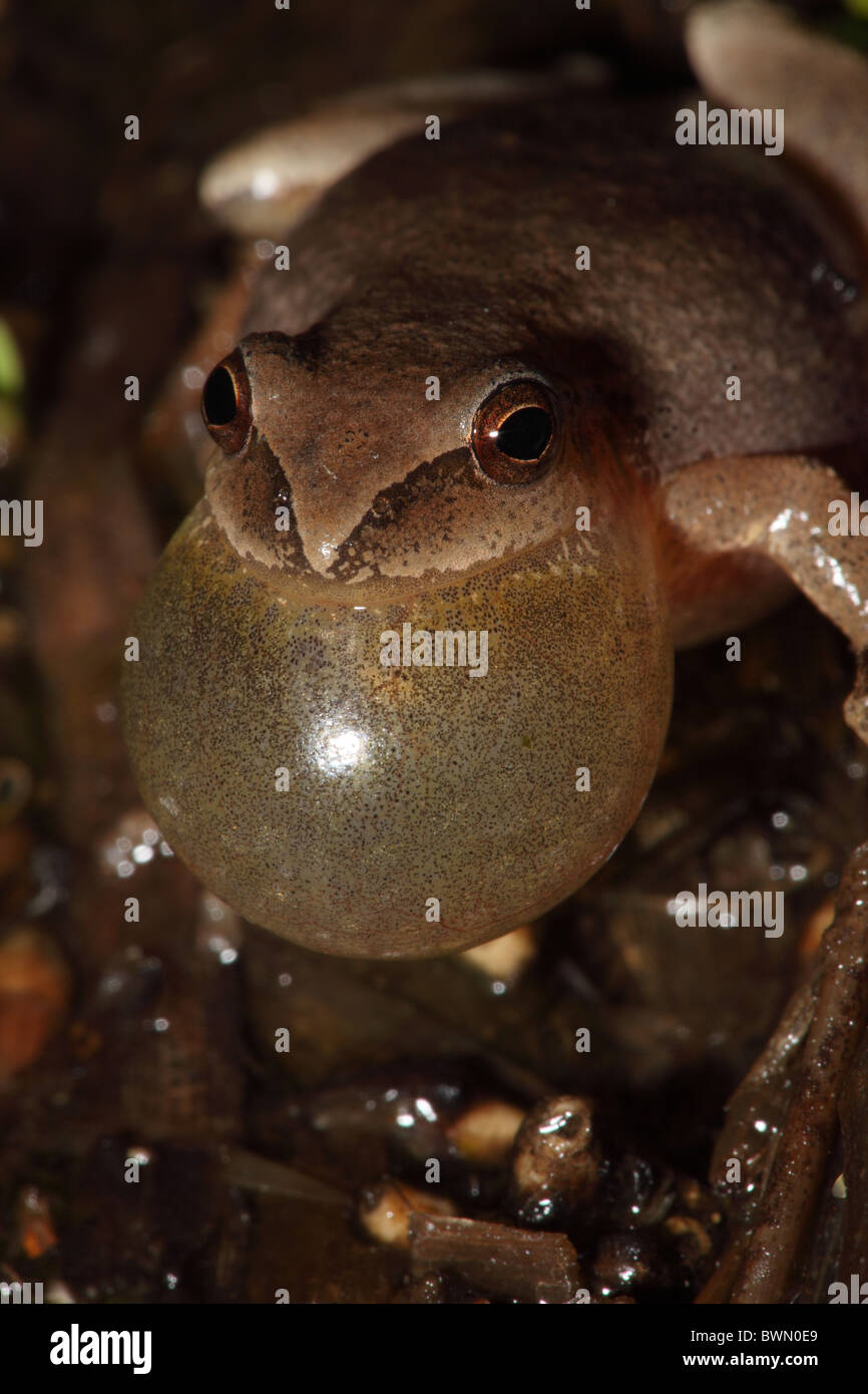 Spring peeper - Hyla crucifer male calling to attract female New York ...
