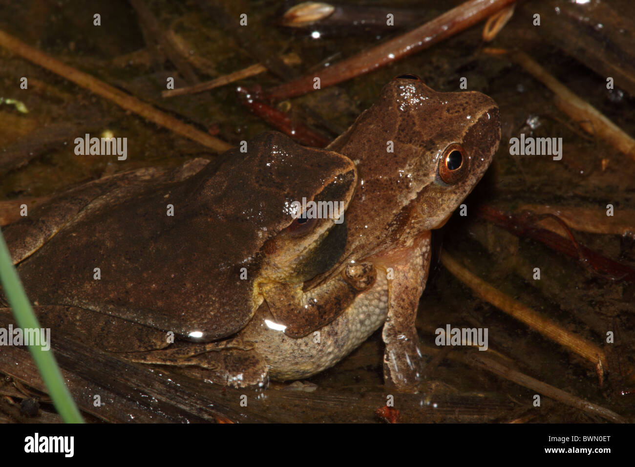 Spring peeper - Hyla crucifer mating pair in amplexus New York Stock ...