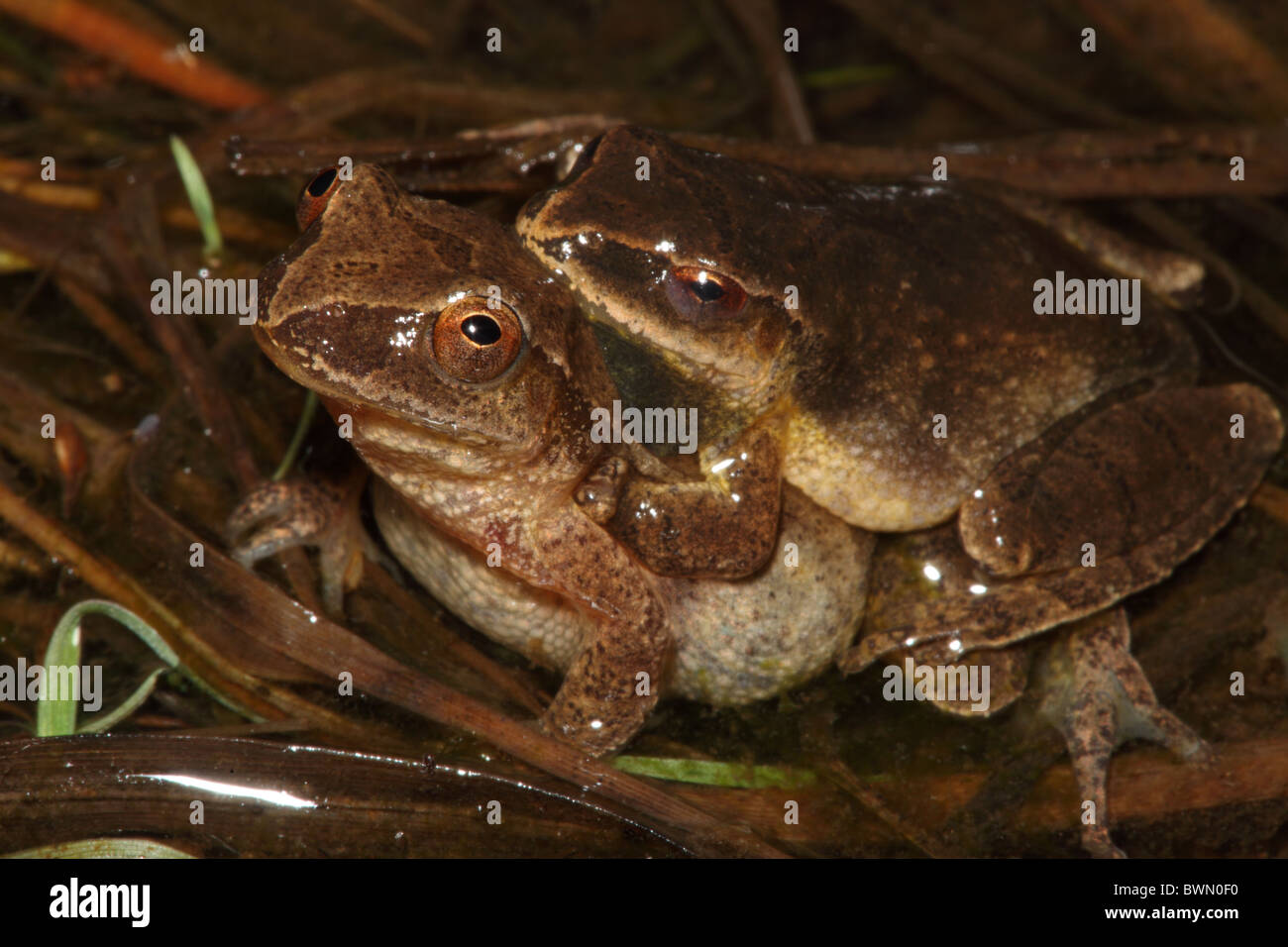 Spring peeper hyla crucifer hi-res stock photography and images - Alamy