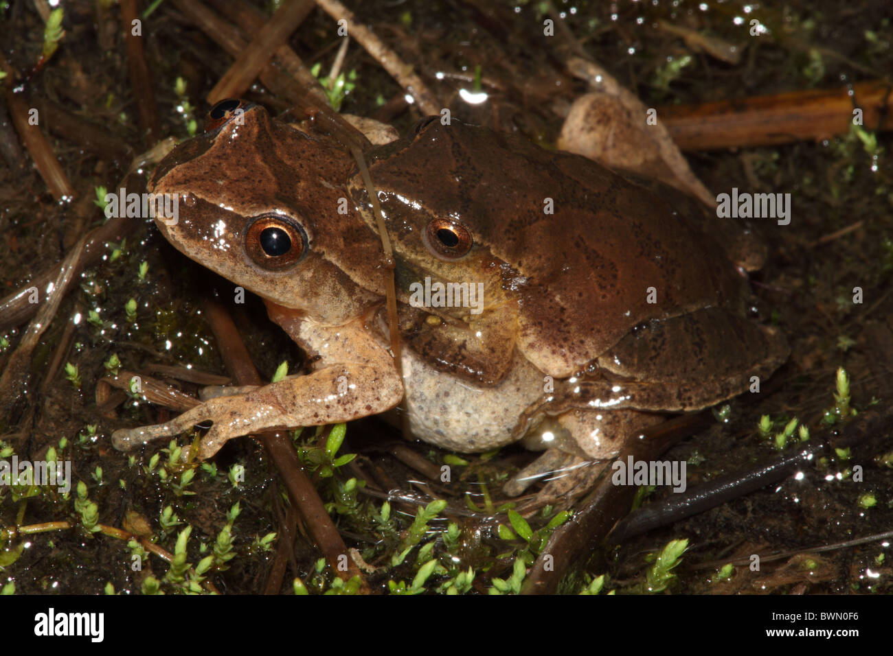 Spring peeper hyla crucifer hi-res stock photography and images - Alamy