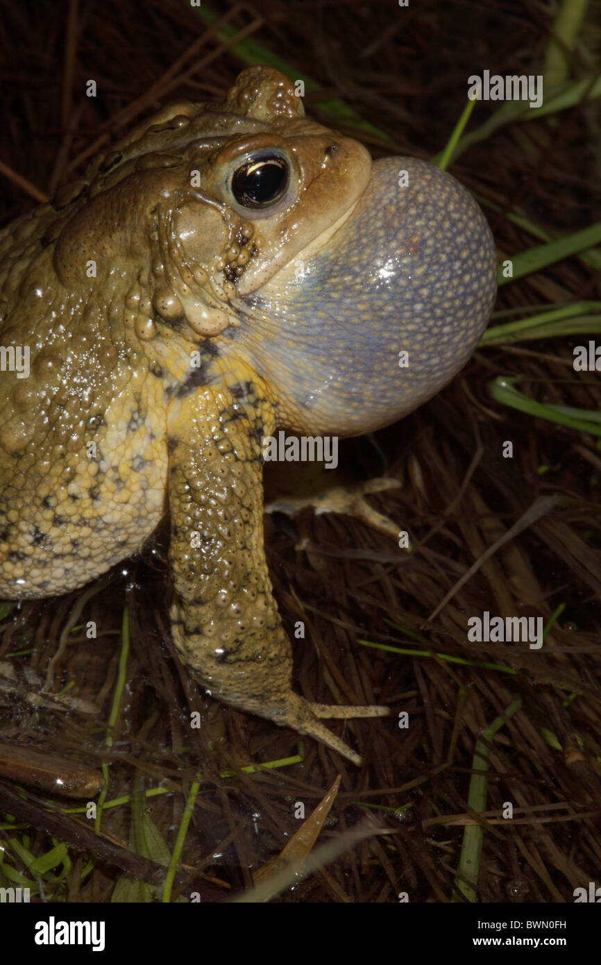American Toad (Bufo americanus) Male calling to attract female - New ...