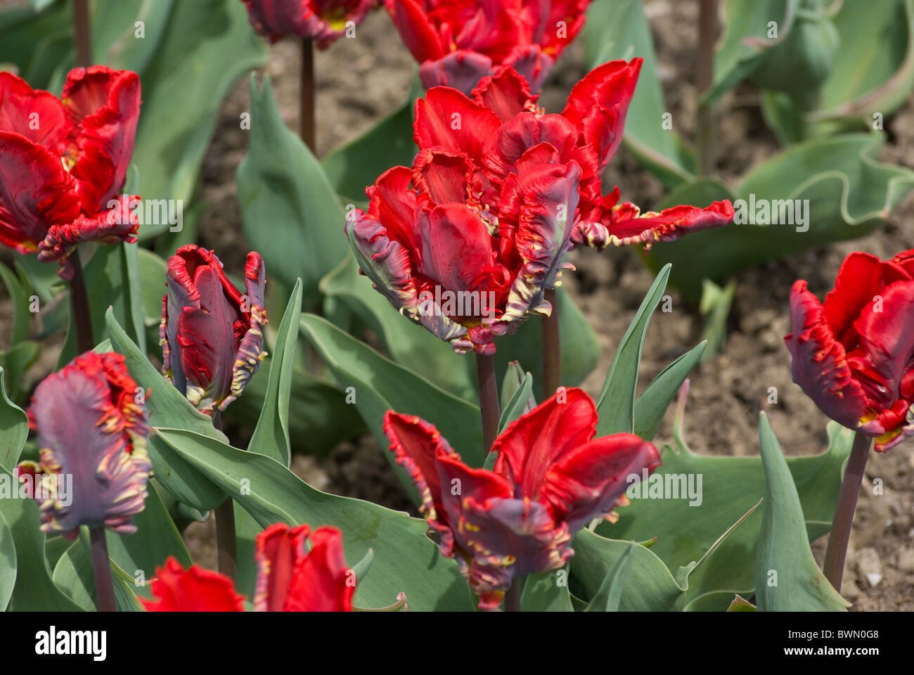Parrot tulip hi-res stock photography and images - Alamy