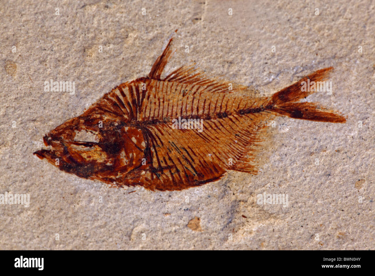 Fossil fish Lebanon Stock Photo - Alamy