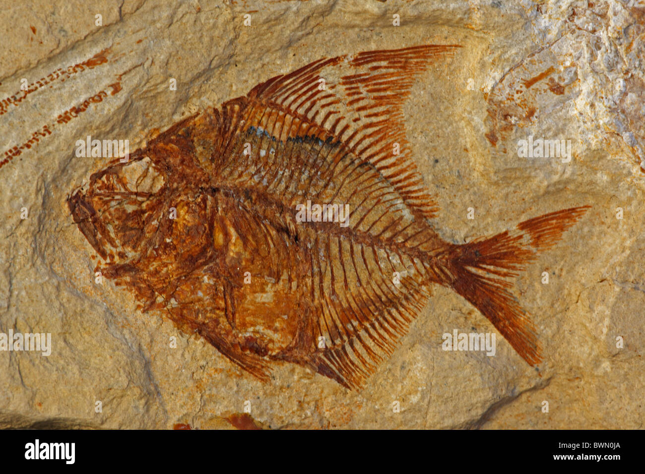 Fossils of lebanon hi-res stock photography and images - Alamy