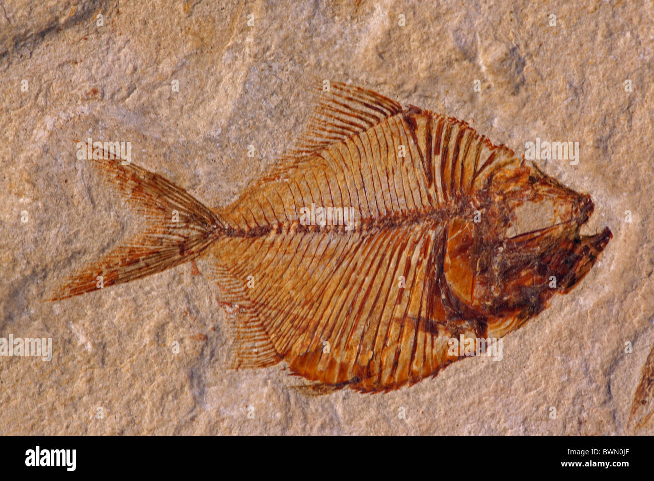 Fossils of lebanon hi-res stock photography and images - Alamy