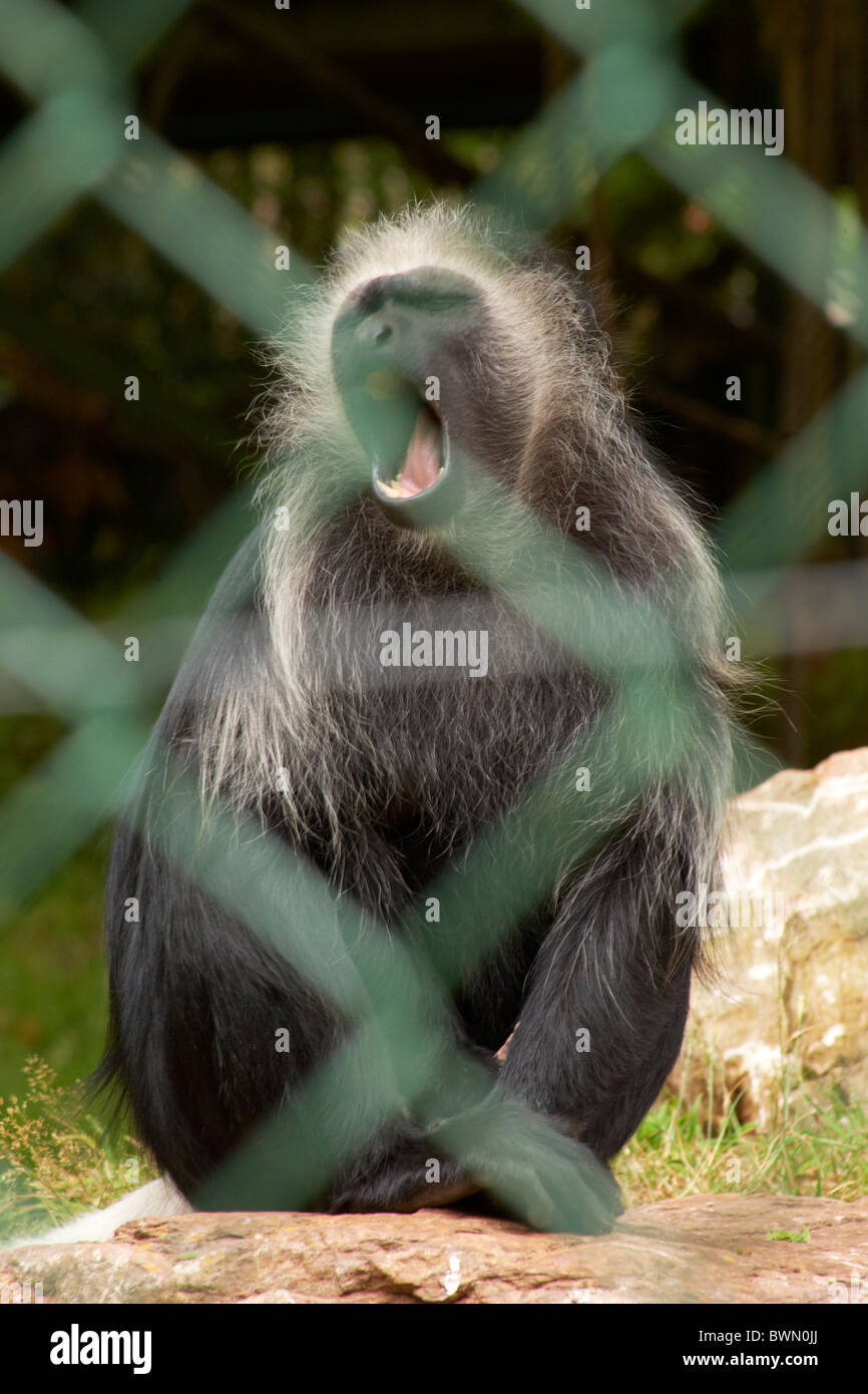 Caged captive monkey in a zoo Stock Photo - Alamy