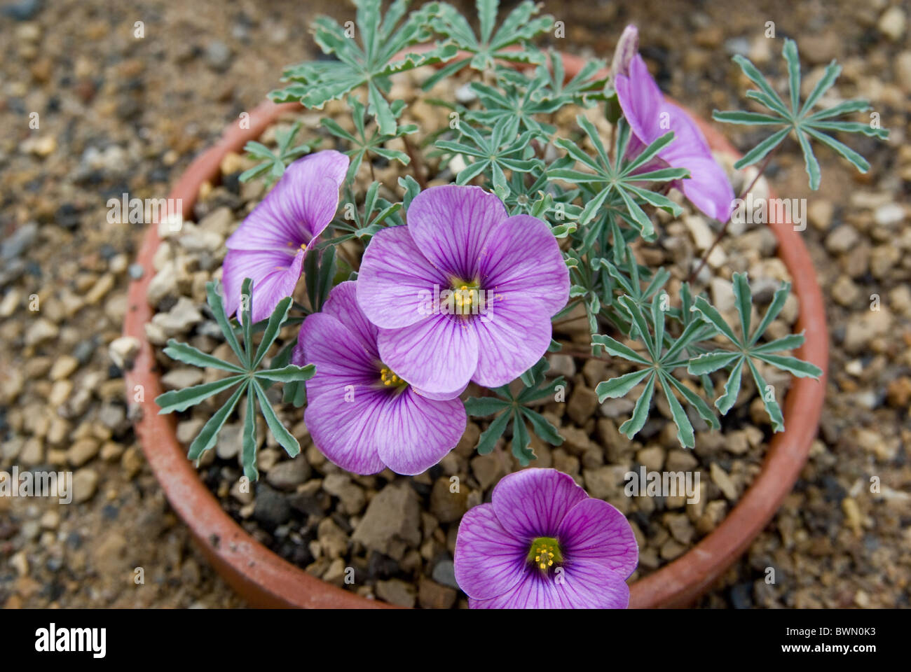 Oxalis laciniata hi-res stock photography and images - Alamy