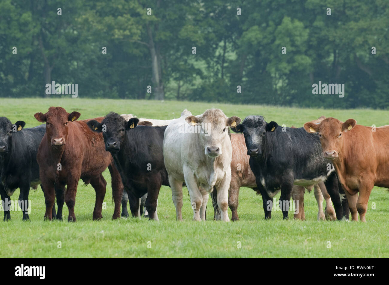Bulls stare camera in hi-res stock photography and images - Alamy