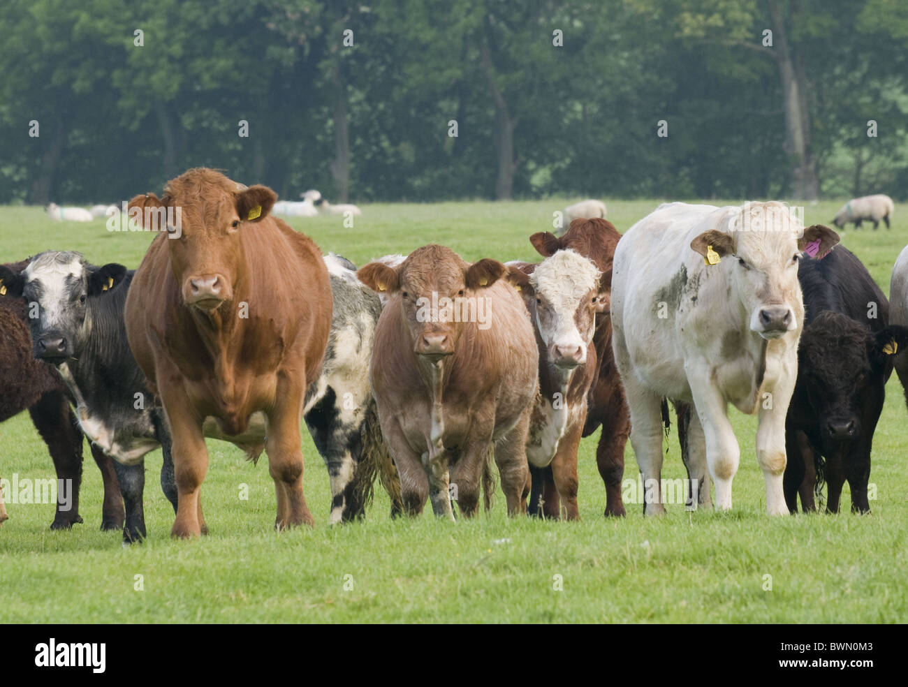 Herd of young bulls (different colours) in farm field staring at camera ...