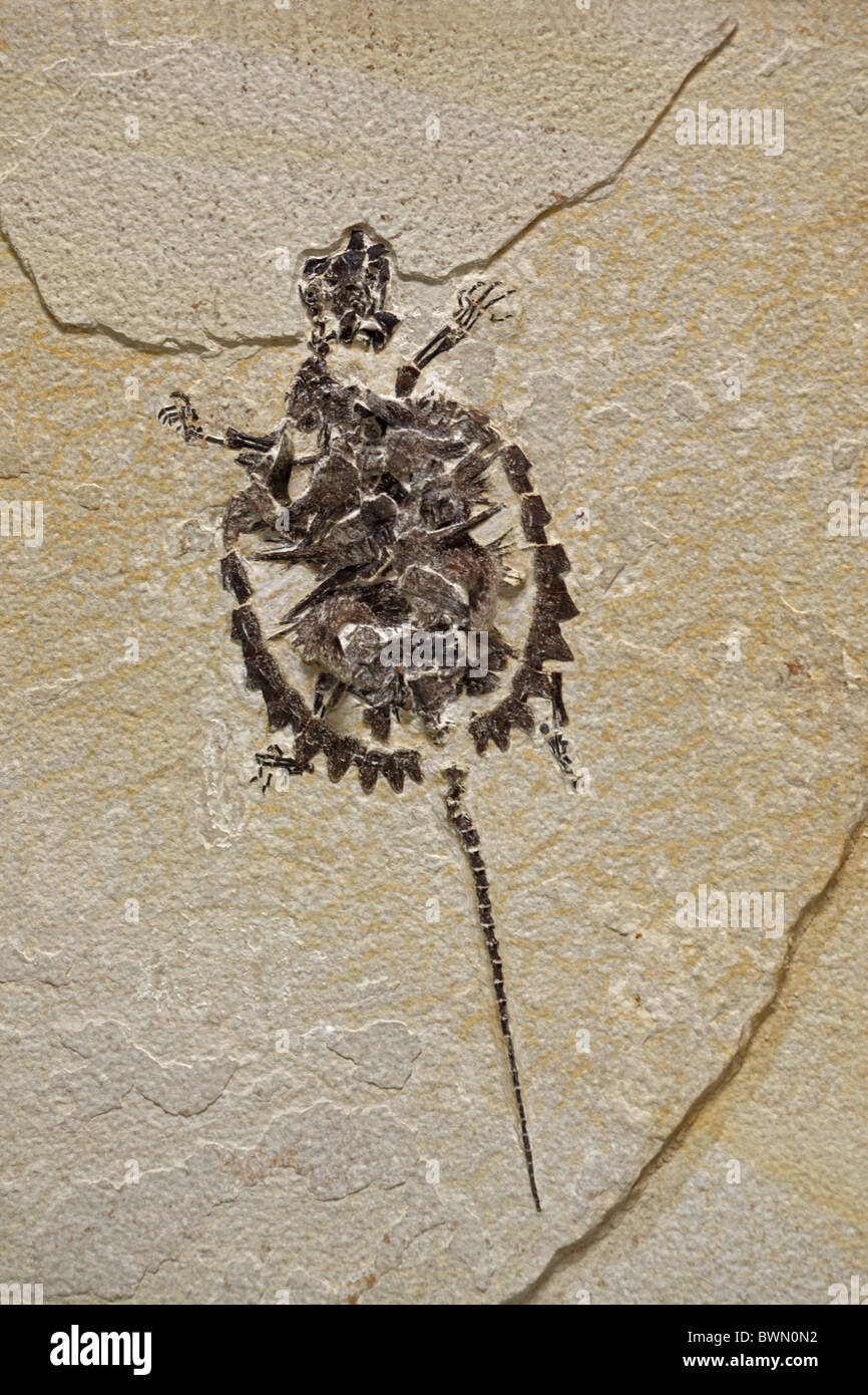 Fossil Snapping turtle (species unknown) Eocene Epoch, credit geodecor ...