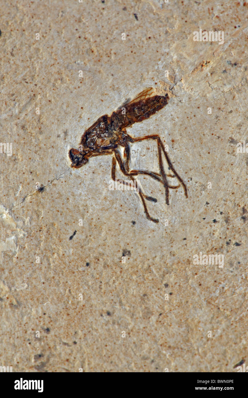 Early cretaceous periods hi-res stock photography and images - Alamy