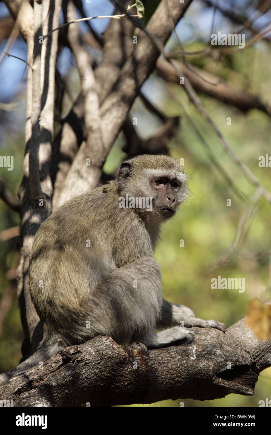 Vervet Monkey (Cercopithecus pygerythrus) in the Okavango Delta in ...